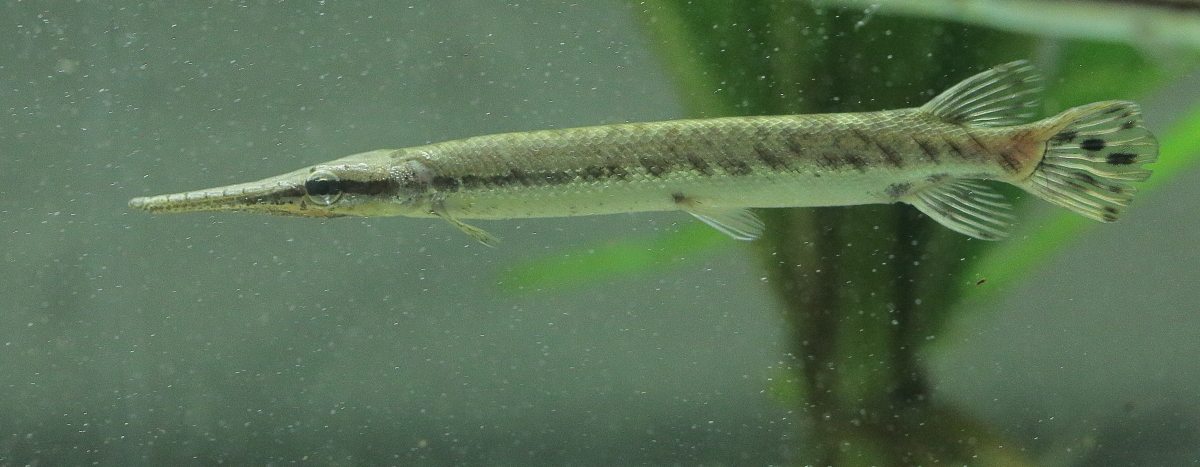 Aquarienfische