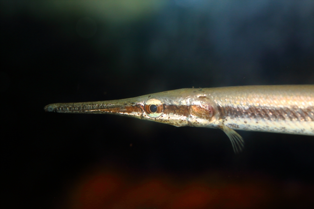 Aquarienfische