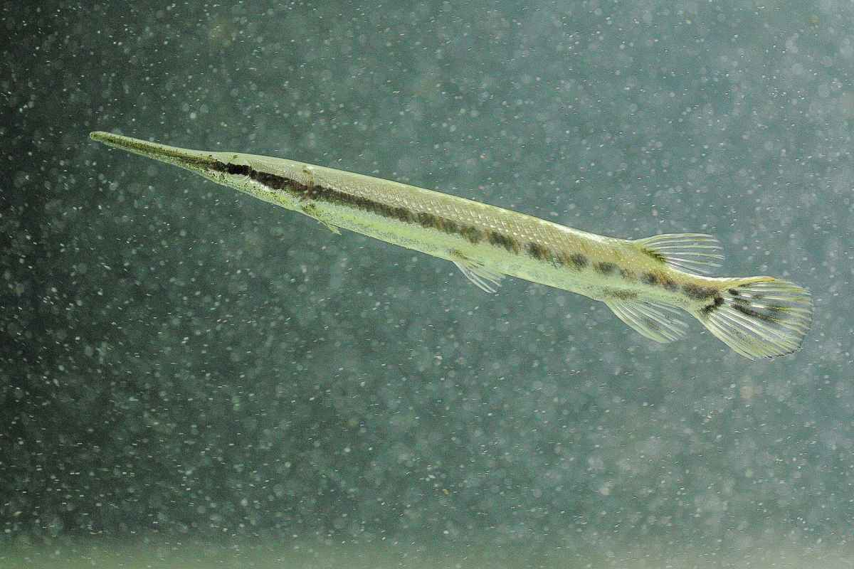Aquarienfische